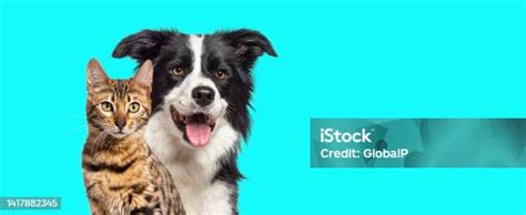 갈색 벵골 고양이와 파란색 배경에 함께 행복한 표정을 가진 보더 콜리 개 카메라를 바라 보는 배너 프레임 애완고양이에 대한 스톡