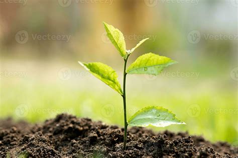 Sapling Wallpapers Top Free Sapling Backgrounds Wallpaperaccess
