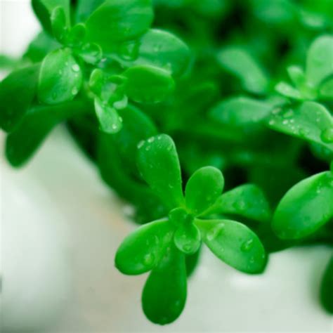 Rachel Duan Huazhong University Of Science And Technology Hust