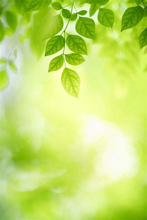 Download Environment Sunlight Leaves Wallpaper