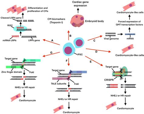 Pathways For Ipsc Differentiation Into Cms And Cm Like Cells A Download Scientific Diagram