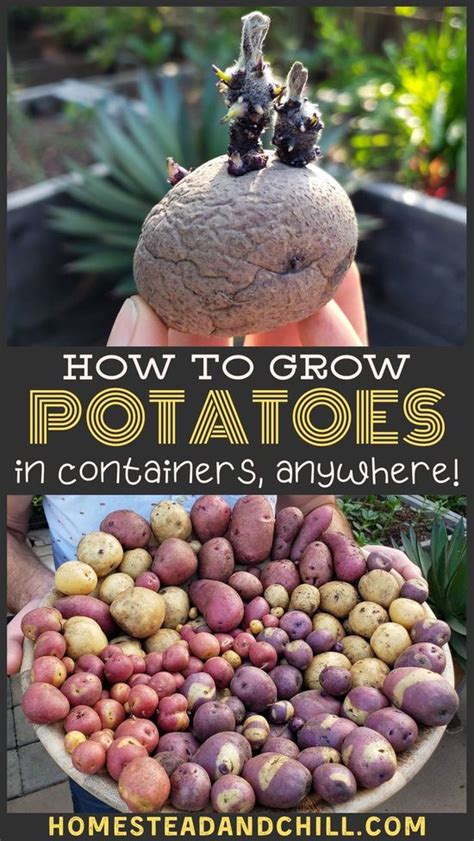 Adeles Gardening Tips Adelegardeningtips Profile Pinterest