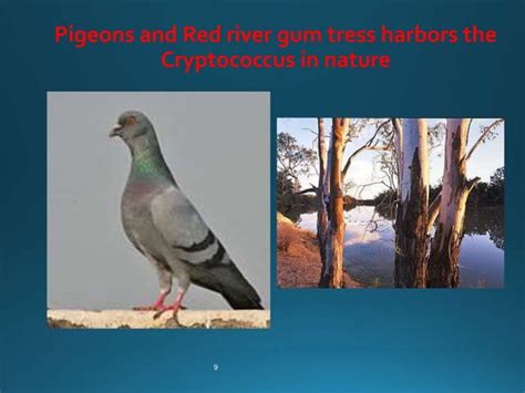 Cryptococcus Neoformans For Bmit Classpptx