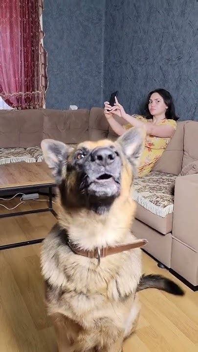 უთხრას ქრისტის ცოლობა 😆😍 Moviehumor Challenge Stitchtricks Comedy Food Restaurant Memes