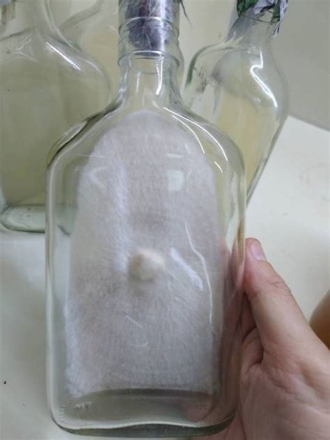 เชื้อเห็ดในวุ้น Pda สำหรับไปต่อลงข้าวฟ่าง เชื้อเห็ด เชื้อเห็ดในวุ้น