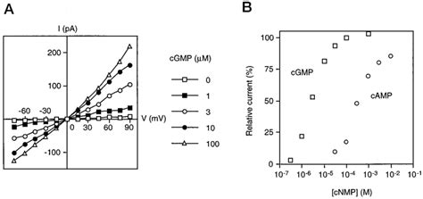 Electrophysiological Properties Of Cnggust A Macroscopic