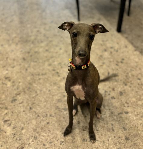 이탈리안 그레이하운드 밤이 강아지 책임분양 아이조아 유기방지입양 파양 강아지보호소 고양이보호소 무료분양센터