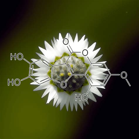 Wedelolactone Interstellar Blends
