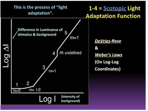 Light Adaptation Flashcards Quizlet