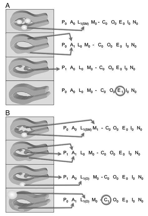 Ge Voluson™ Club Ultrasound Practice Guidelines