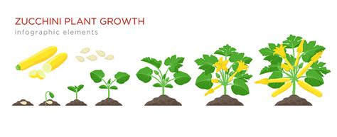 씨앗 새싹 꽃과 익은 과일과 성숙한 식물에서 호박 식물 성장 평면 디자인에 스쿼시 벡터 일러스트 레이 션의 성장 단계 인포 그래픽 요소 흰색 배경에 고립 0명에 대한 스톡