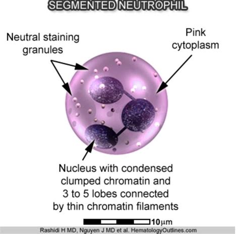 Segmented Neutrophil Medical Laboratory Science Medical Technology