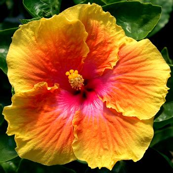 Hibiscus Varieties Image Gallery Hibiscus Rosa Sinensis