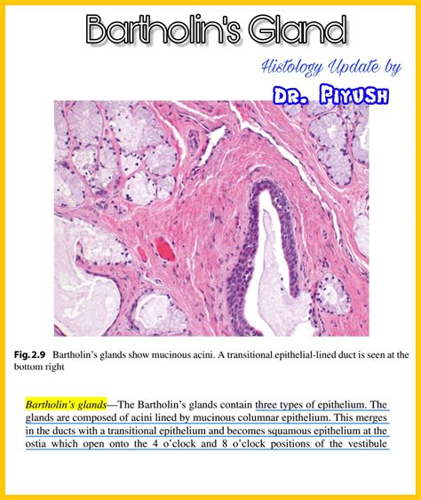 Bartholin Gland Histology