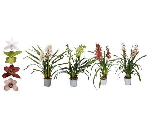 Cymbidium Green Solutions