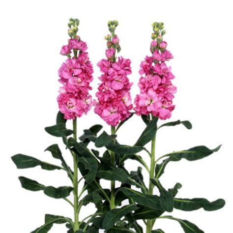 Matthiola Incana Iron Rose Pink Muller Seeds