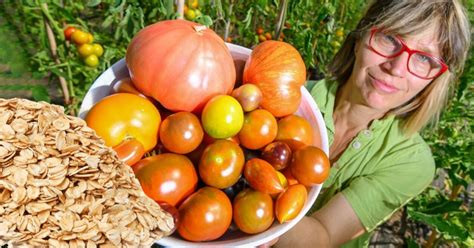 შვრიის სასუქი პომიდვრისთვის რჩევები ვივიენისგან