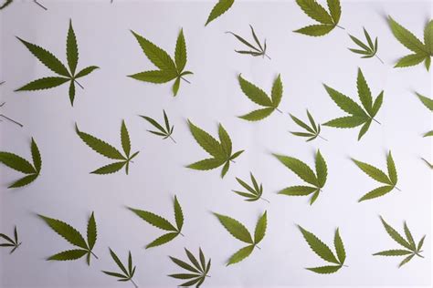 Premium Photo Cannabis Leaf Pattern On White Background Texture