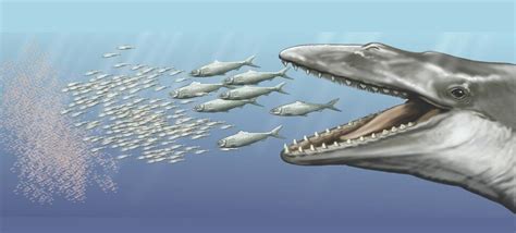 수염고래 조상은 수염과 이빨 모두를 지녔다 다음뉴스