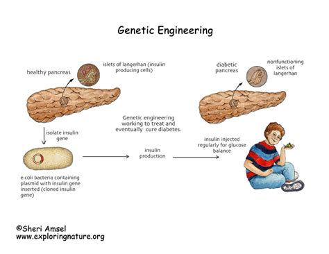 Genetic Engineering