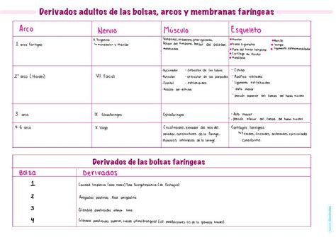 Derivados Adultos De Bolsas Y Arcos Faringeos Joseline Carrreola Udocz