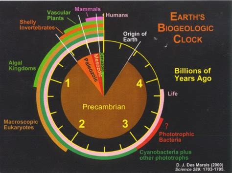 Evolution Of Photosynthesis Fos Media Students Blog