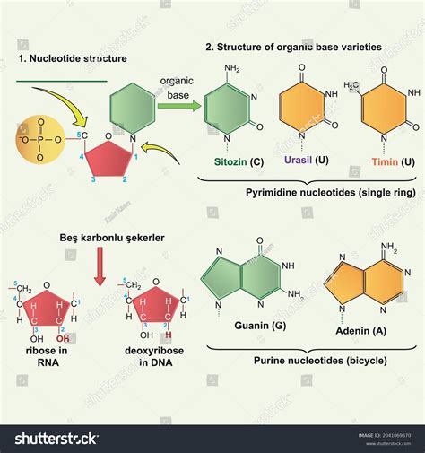 Nucleotide Bases