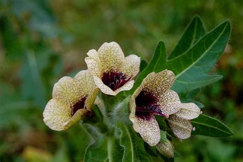 Черна попадийка блян мистериозна билка отровителка For Life