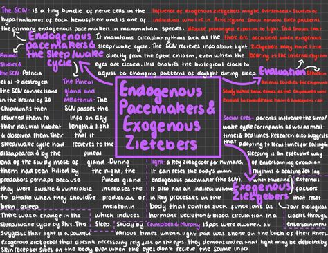 Endogenous Pacemaker And Exogenous Zietgebers Mind Map Aqa Psychology A