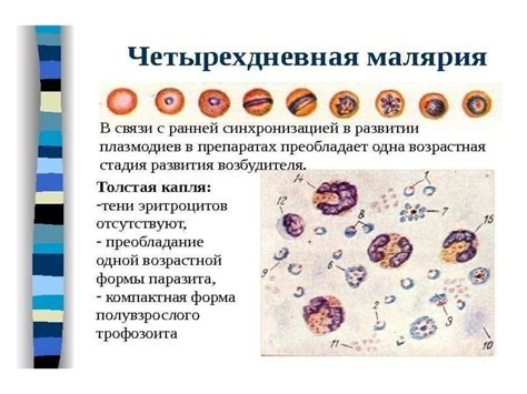 Малярия - презентация онлайн