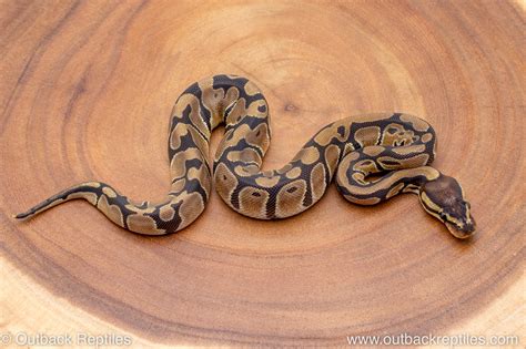 Africa Import Ball Python 278 Outback Reptiles