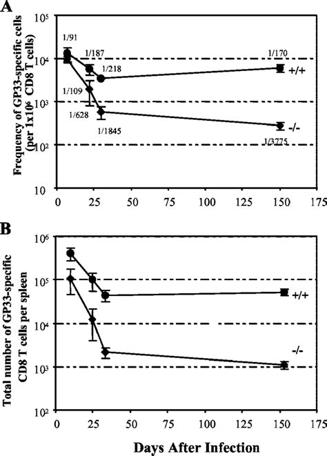 Establishment And Maintenance Of CD8 T Cell Memory Wild Type And Download Scientific