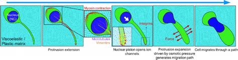 The Nuclear Piston Generates Migration Paths In Viscoelastic And Download Scientific Diagram