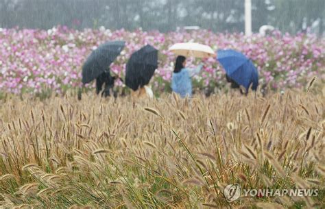 가을비 연합뉴스