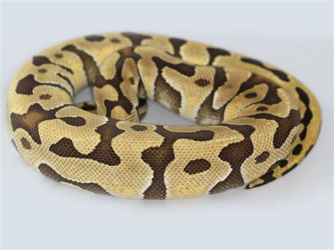 Morph List World Of Ball Pythons