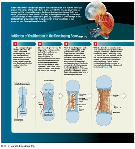 Steps Of Endochondral Ossification In Order At Chloe Deborah Blog