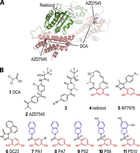 Structure Of PDK And Known And Novel Inhibitors A PDK Dimer Showing Download Scientific