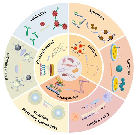 Advancing Food Safety Surveillance Rapid And Sensitive Biosensing