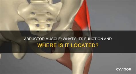 Abductor Muscle Whats Its Function And Where Is It Located Cyvigor