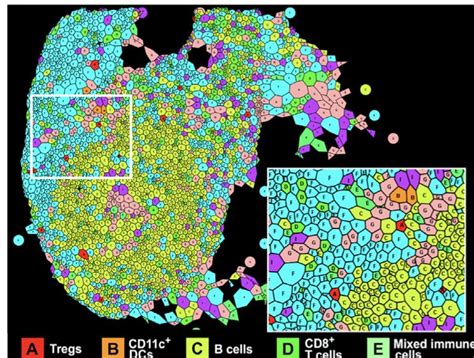 How To Fill The Picture With Define Color Based On The Cell Type In R Stack Overflow