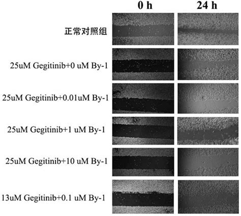 细胞划痕实验目的 划痕实验图片加线 试验 大山谷图库