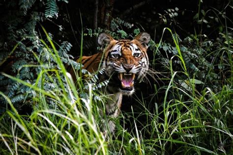 Bengal Tiger Mating Behavior And Cub Rearing
