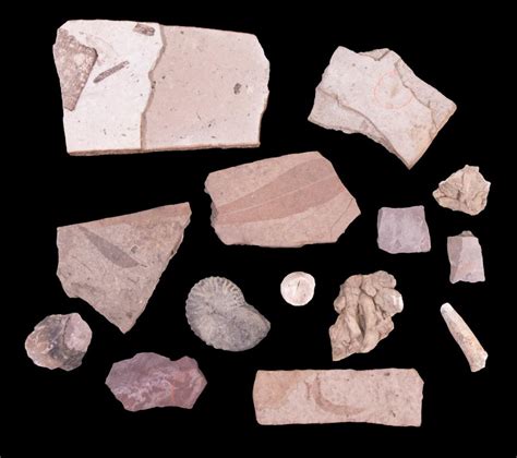 Lot Collection 14 Fossils