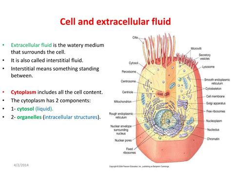 Extracellular Fluid Extracellular Fluid