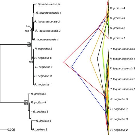 Species Delimitation Based On The Poisson Tree Process PTP Maximum Download Scientific
