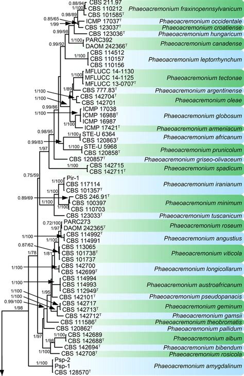 Bayesian Consensus Tree Of The Genus Phaeoacremonium As Estimated From Download Scientific