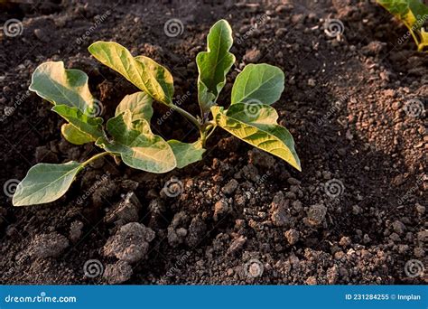 Green Eggplant Sprout Stock Image Image Of Leaf Farmer 231284255
