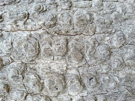 tree bark stock image image of formation stonewall 199121193