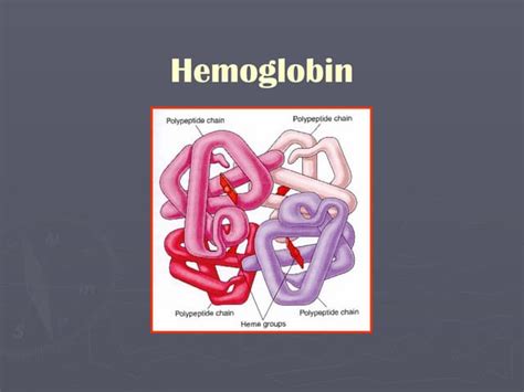 Hemoglobin Structureddddddddddddddddppt Free Download