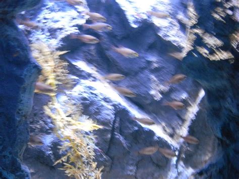 Half Lined Cardinalfish Naturerules1 Wiki Fandom